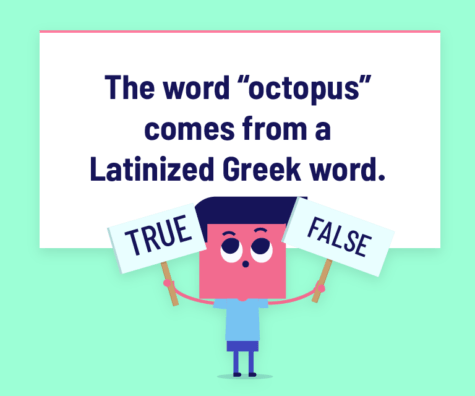 Octopi or Octopuses? Here's the Correct Octopus Plural – INK Blog